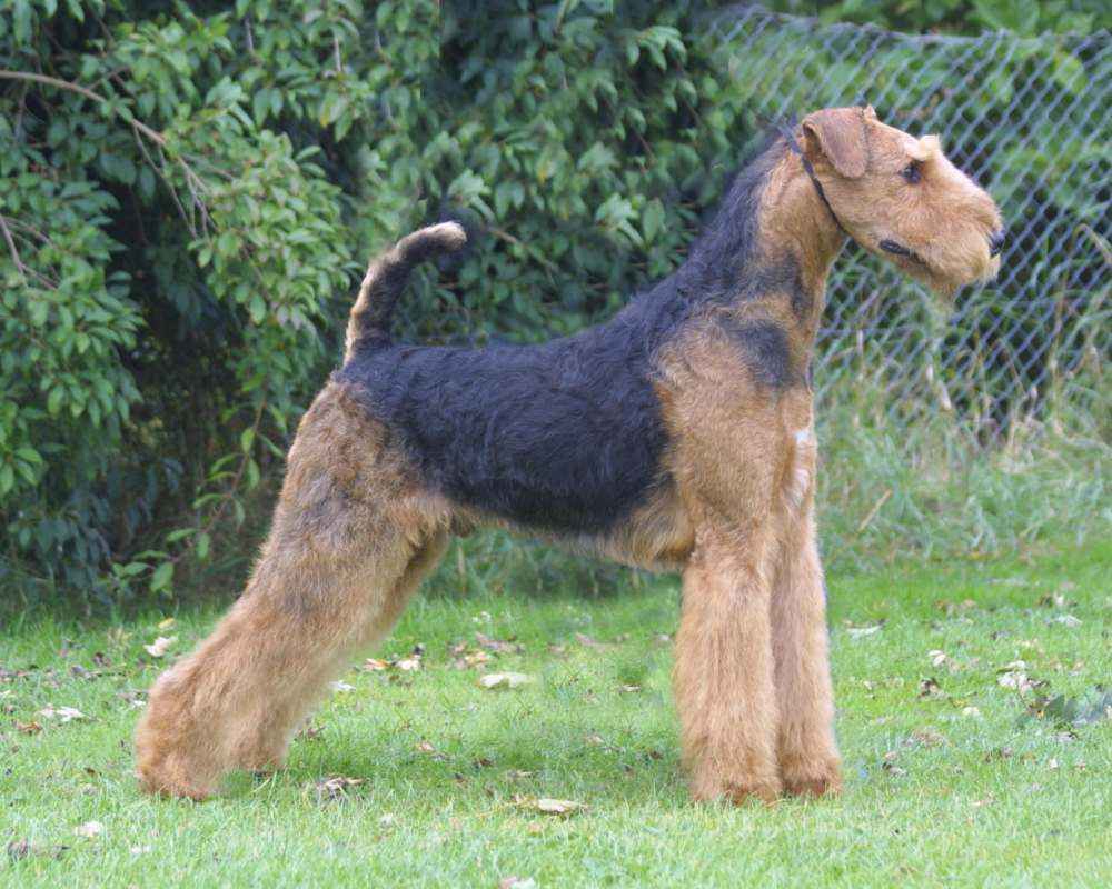 🐶 Эрдельтерьер ️ Все о домашних животных My-Pets.info